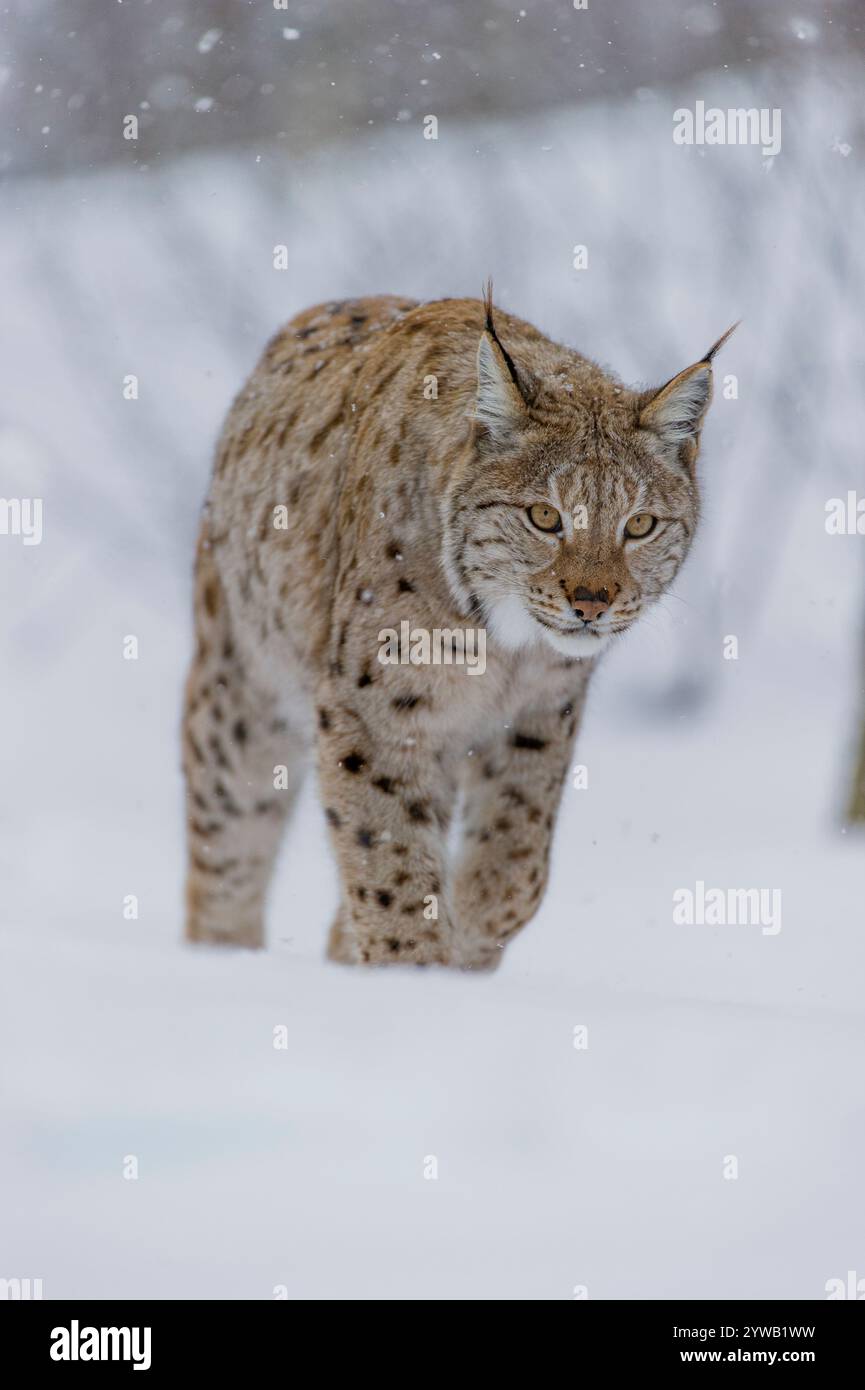 Eurasian Lynx (Lynx lynx) in winter fur over snow and under snowfall ...