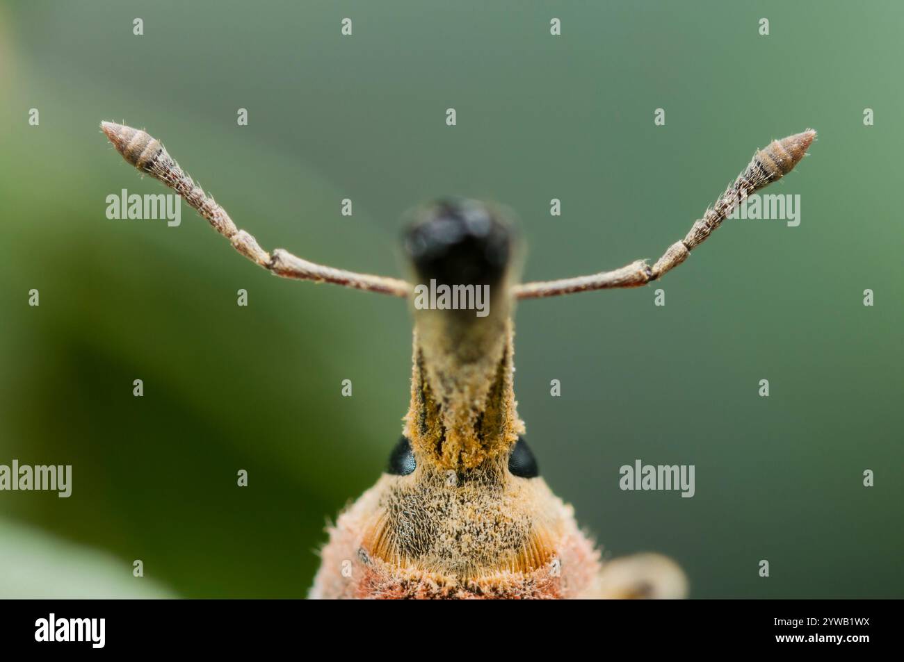 Lixus angustatus male on Malva sylvestris host plant Stock Photo - Alamy