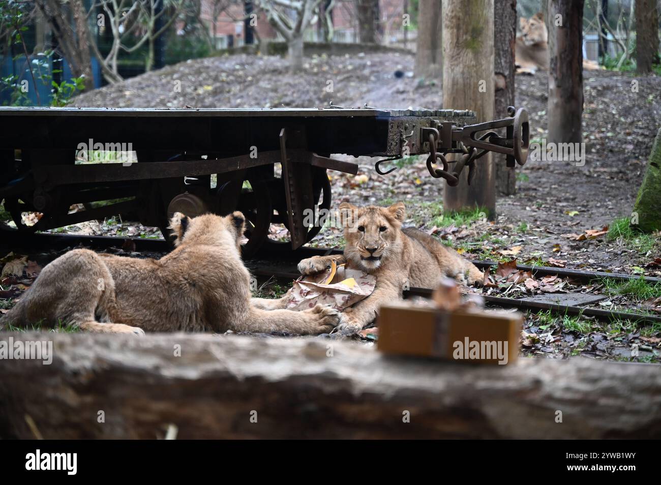 Christmas has come early at London Zoo, as zookeepers kick off the ...
