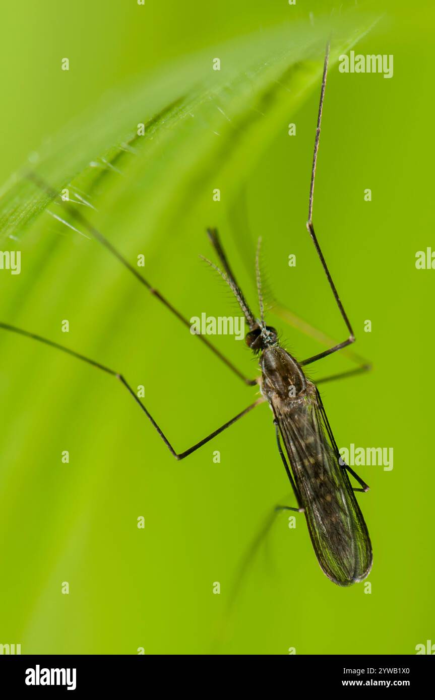 Autochtonous hi-res stock photography and images - Alamy