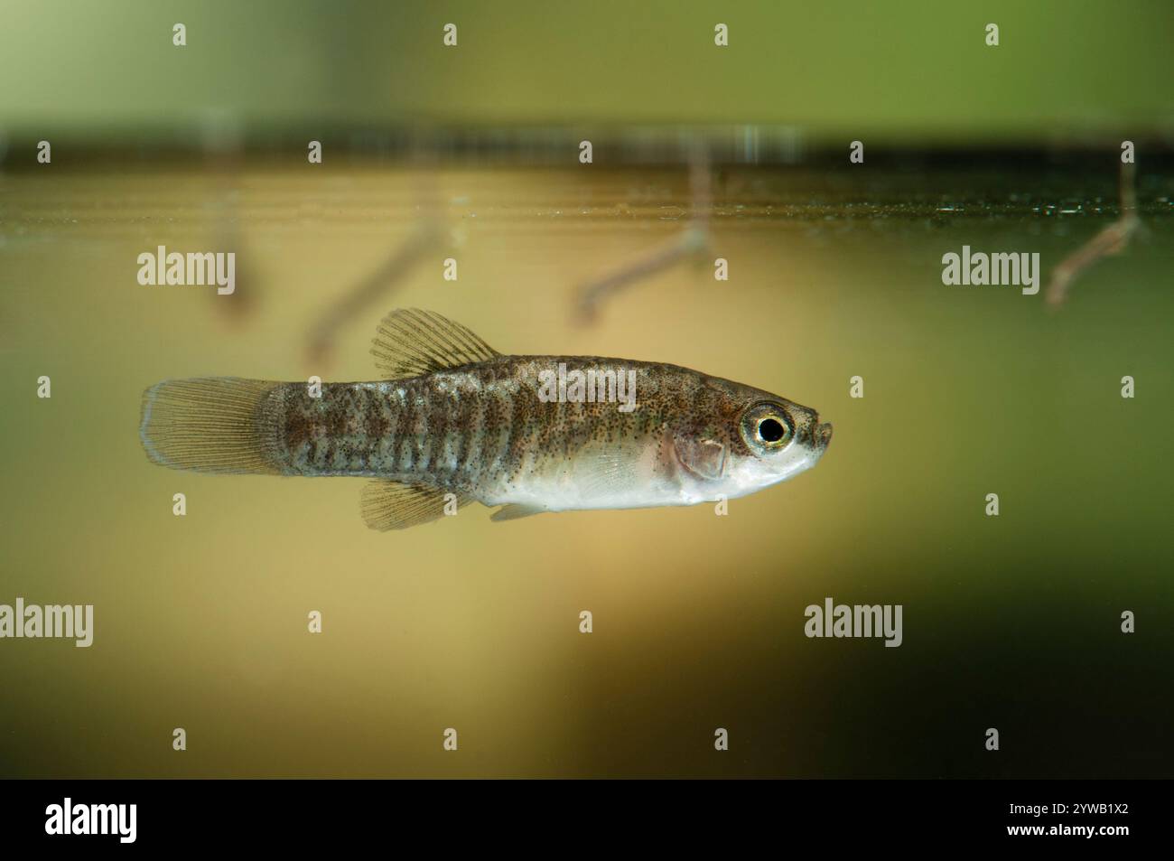 Aphanius iberus male, swimming in the vicinity of mosquito larvae ...