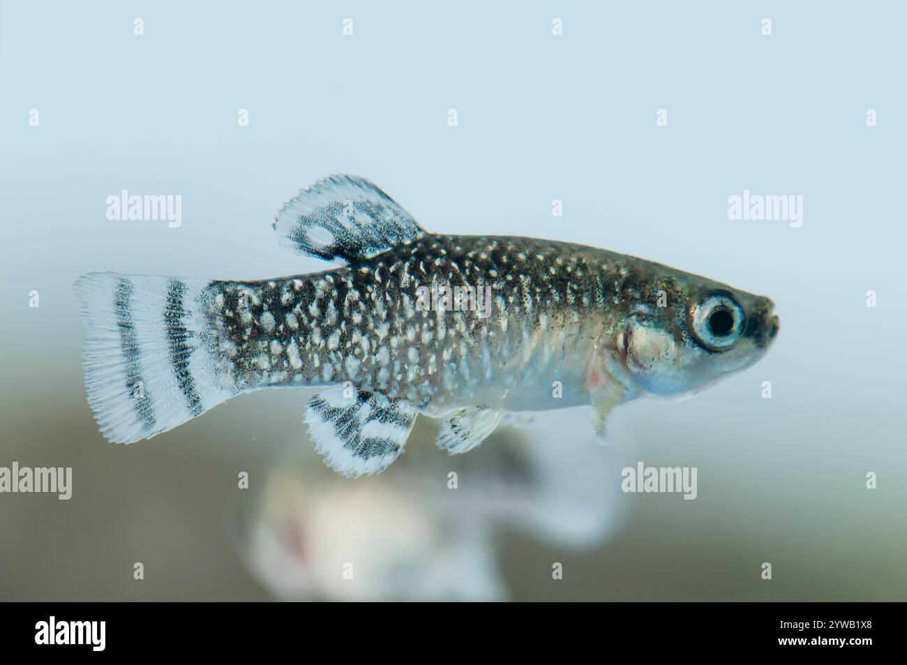 Male of Aphanius iberus, a mosquito larvivorous fish species presently ...