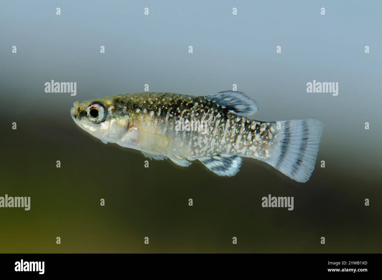 Male of Aphanius iberus, a mosquito larvivorous fish species presently ...