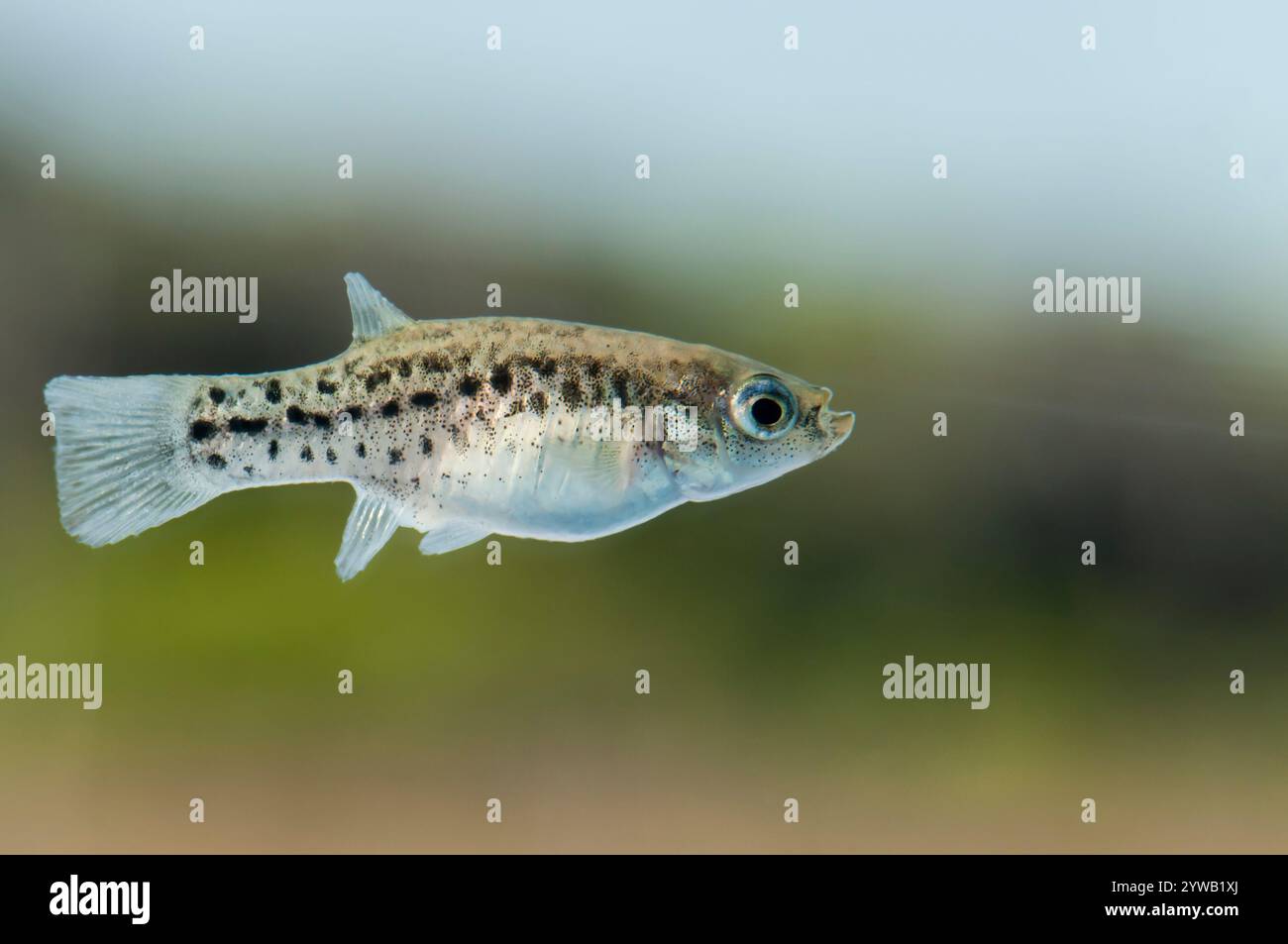 Female of Aphanius iberus, a mosquito larvivorous fish species ...