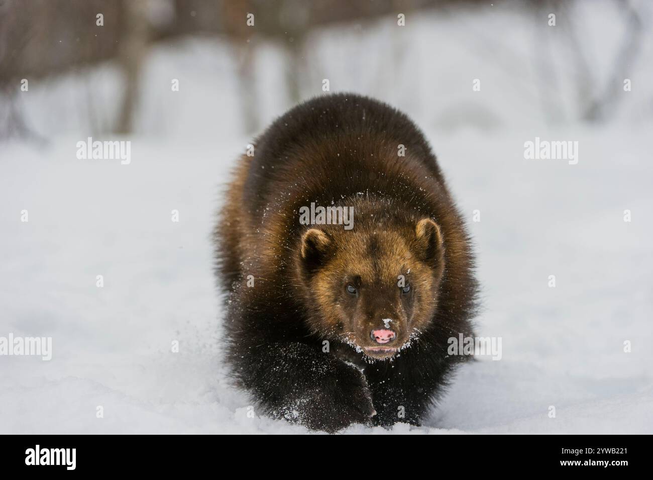 Wolverine (Gulo gulo) in winter, running on snow and under snowfall ...