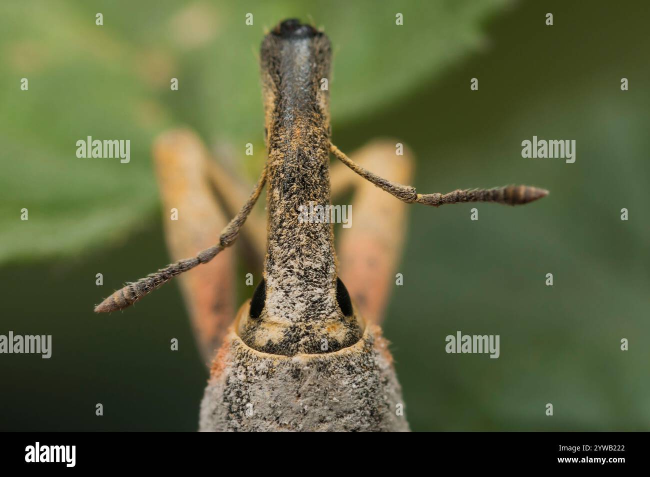 Lixus angustatus male on Malva sylvestris host plant Stock Photo - Alamy