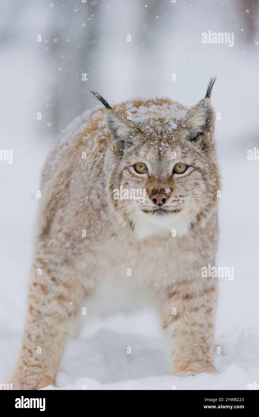 Eurasian Lynx (Lynx lynx) in winter fur over snow and under snowfall ...