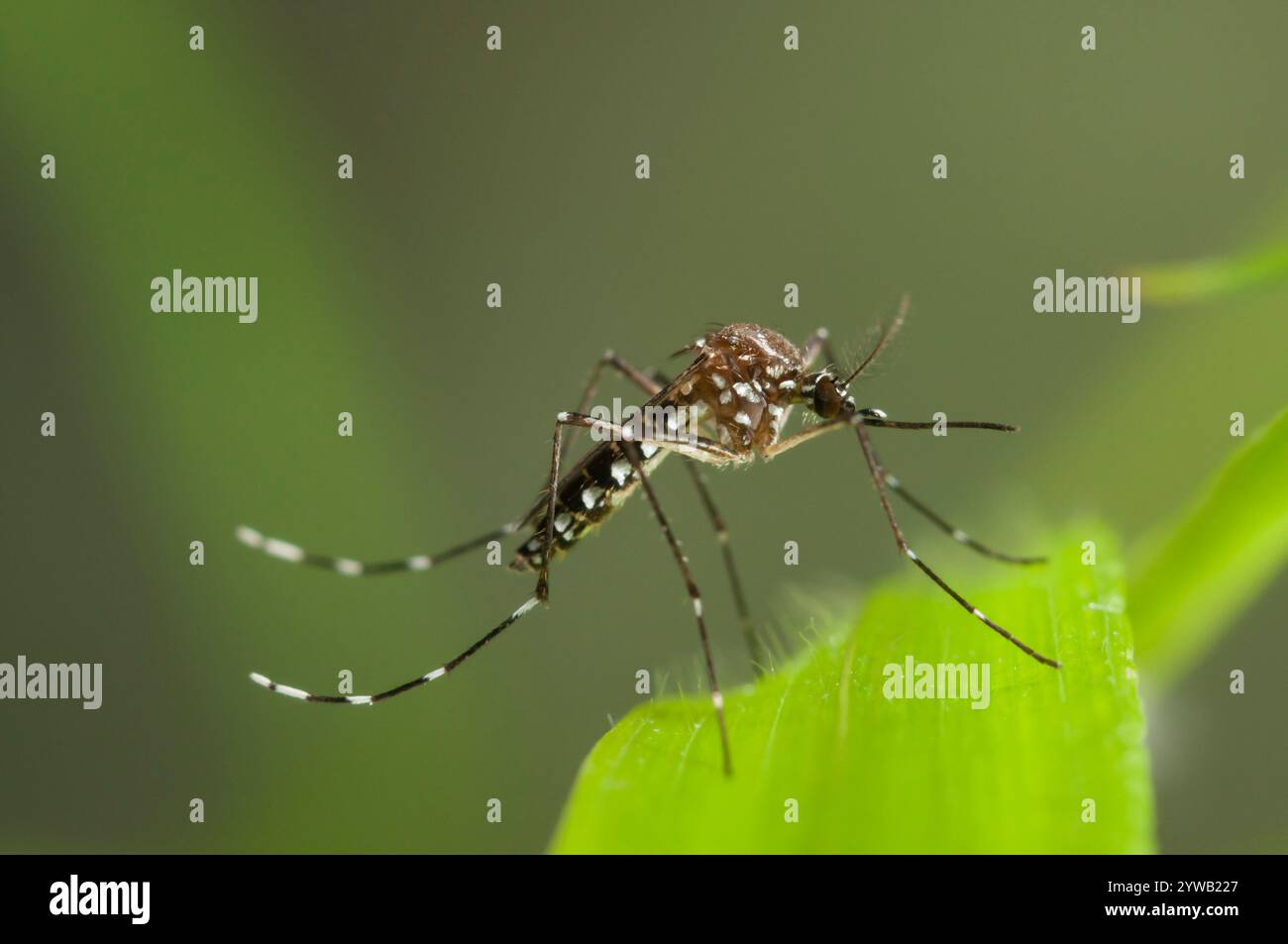 Aedes aegypti female resting into vegetation. One of the most common ...