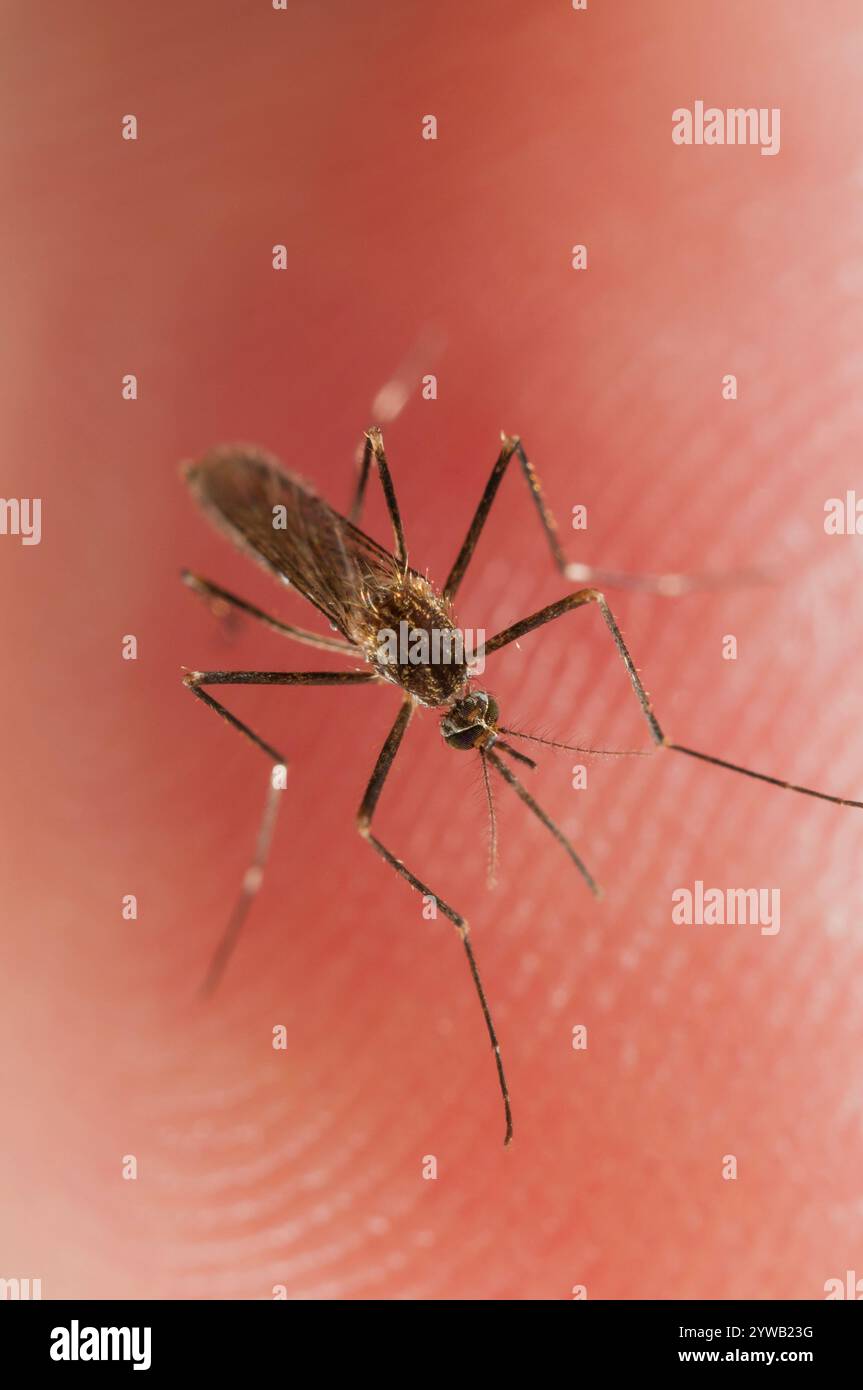 Aedes japonicus invasive mosquito species to Central Europe ...