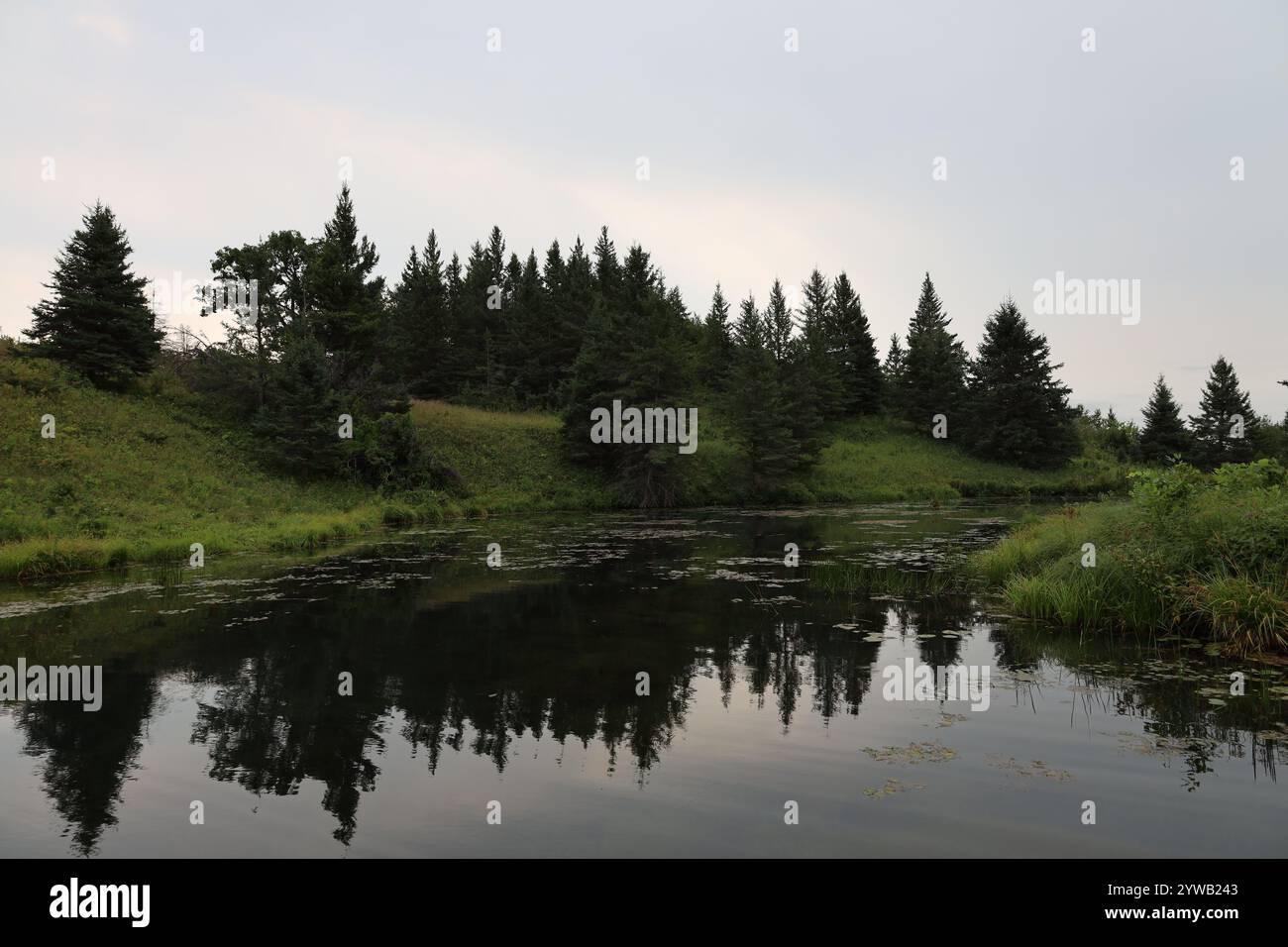 Row of cedar trees hi-res stock photography and images - Alamy