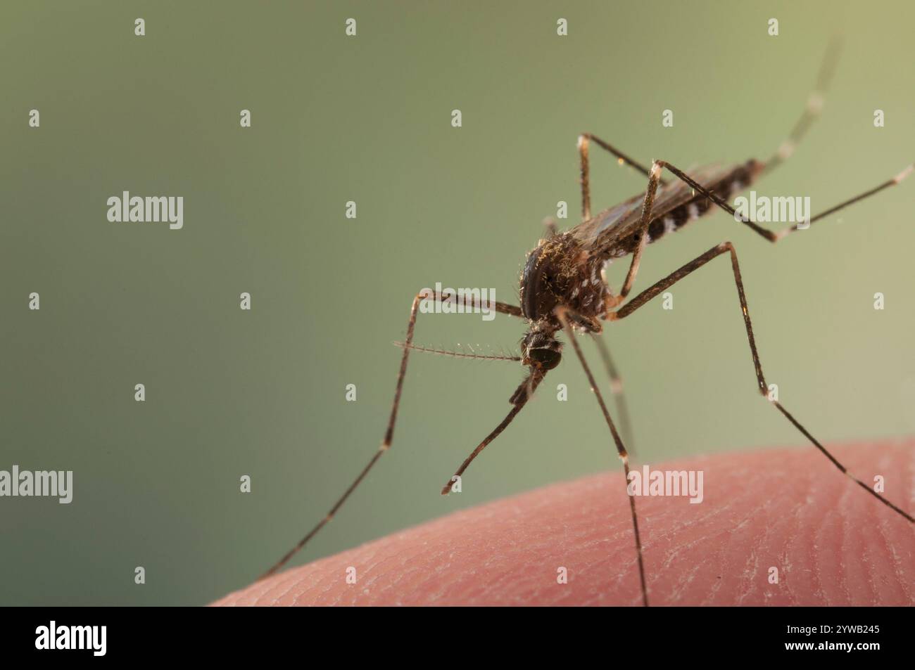 Aedes japonicus invasive mosquito species to Central Europe ...