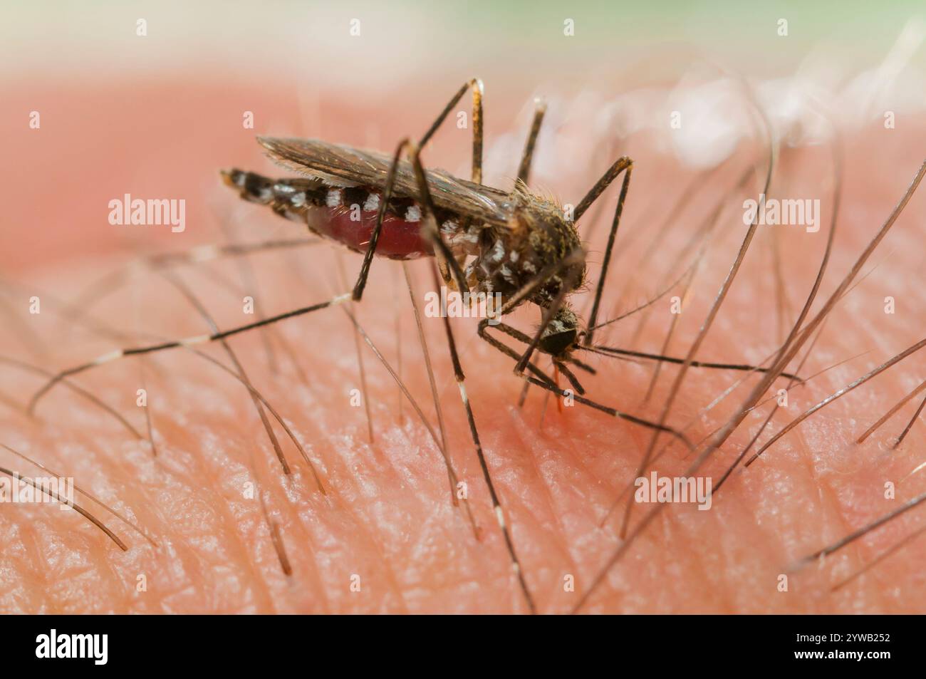 Aedes japonicus invasive mosquito species to Central Europe ...