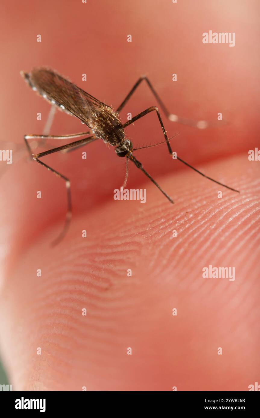 Aedes japonicus invasive mosquito species to Central Europe ...