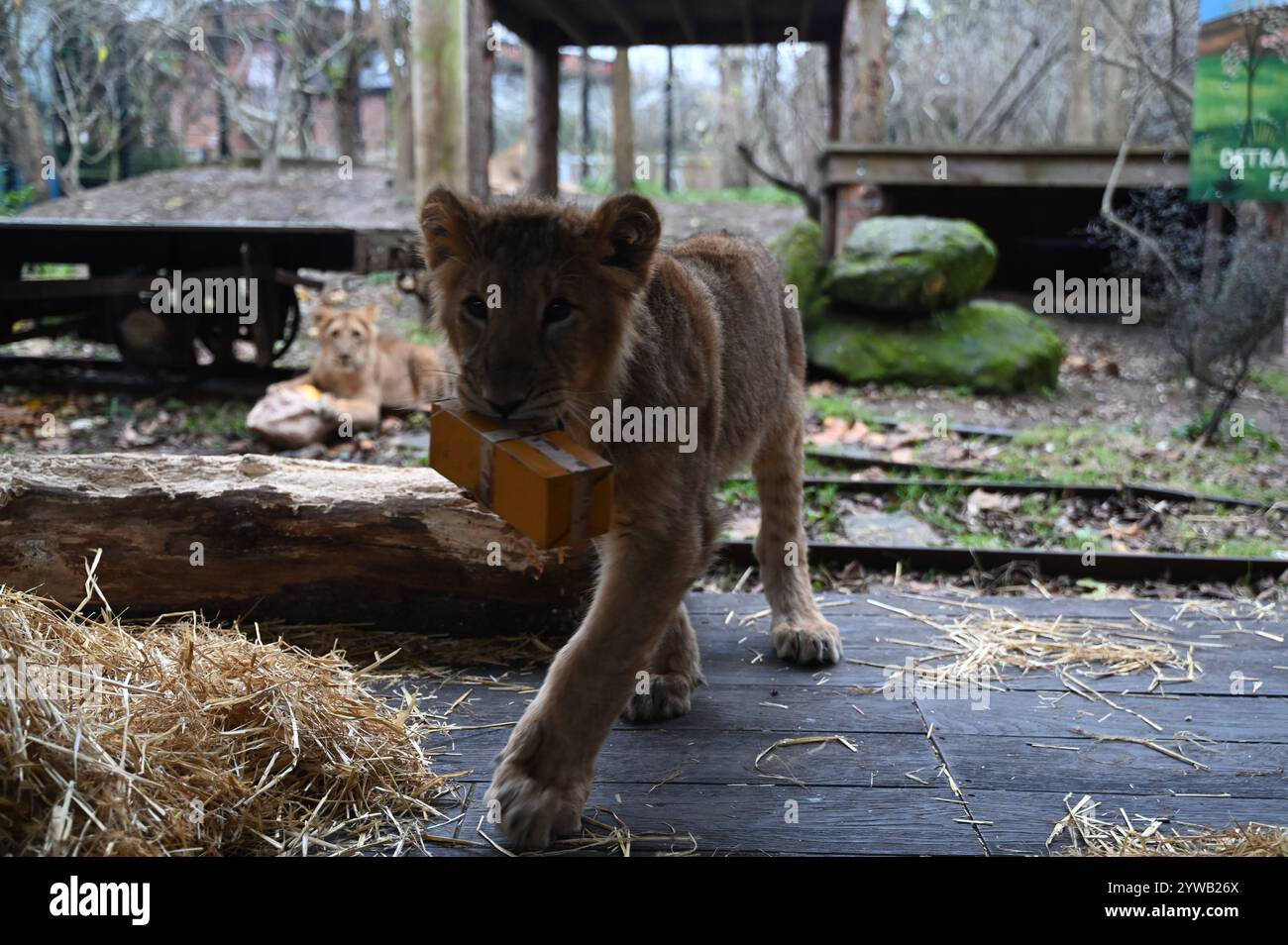 Christmas has come early at London Zoo, as zookeepers kick off the ...