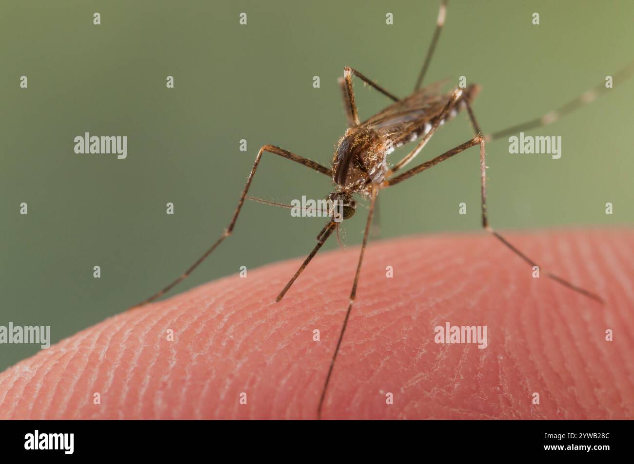 Aedes japonicus invasive mosquito species to Central Europe ...