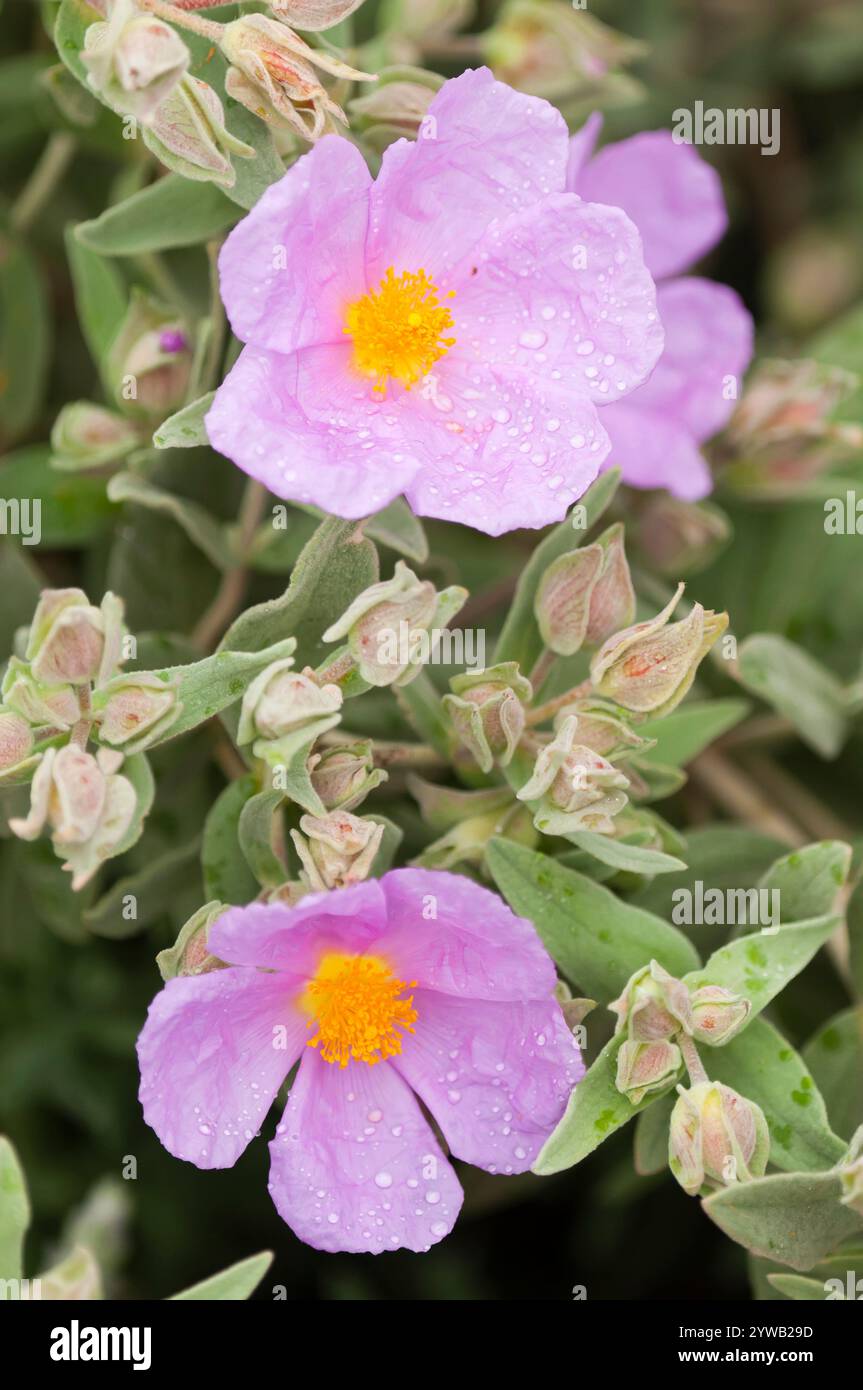 Planta albidus hi-res stock photography and images - Alamy