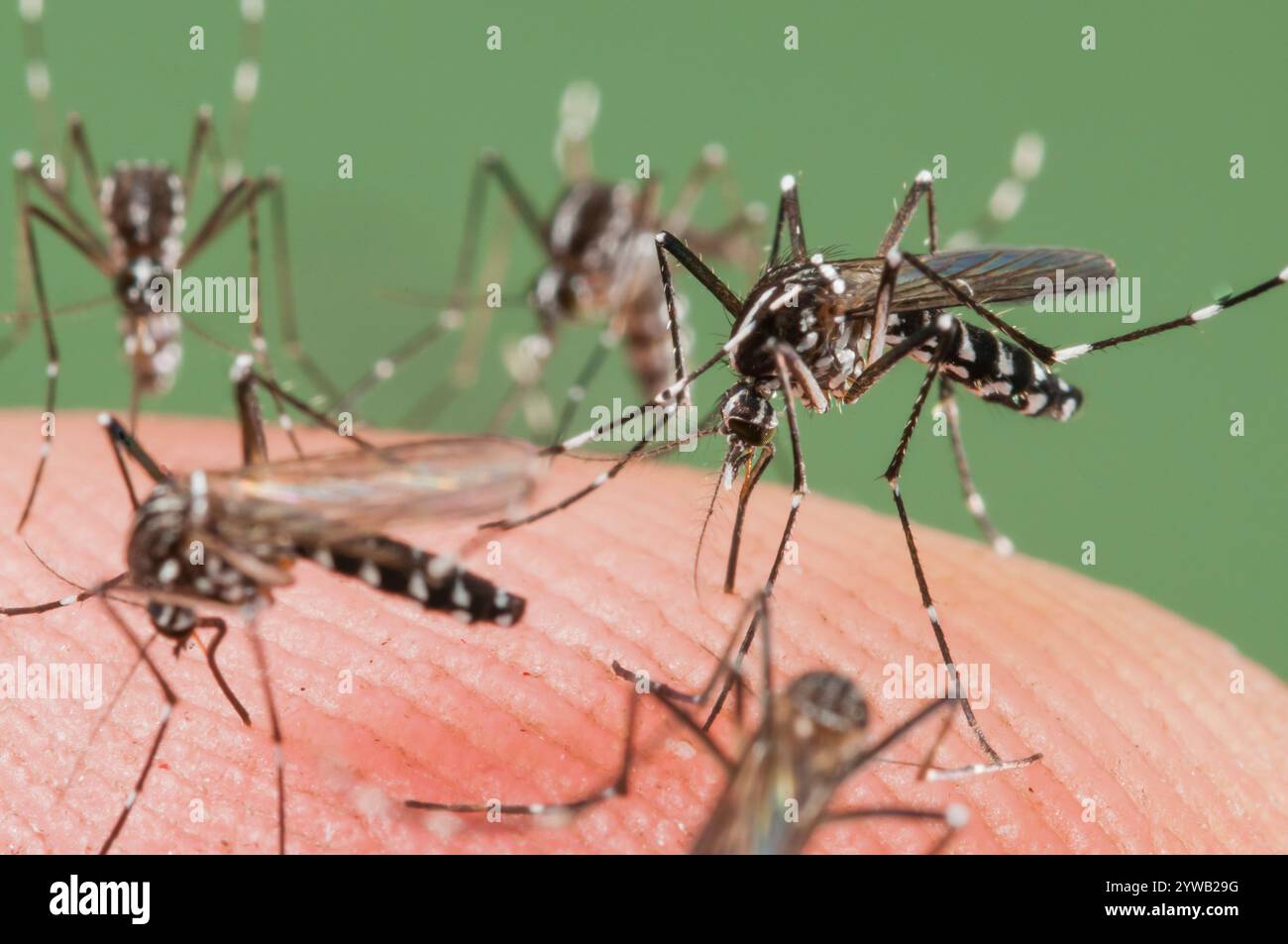Female of the Asian Tiger Mosquito (Aedes albopictus) biting on human ...