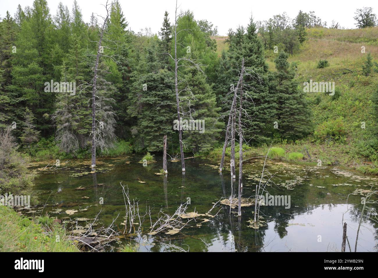 trees and bushes killed by naturally toxic alkaline pond water Stock ...