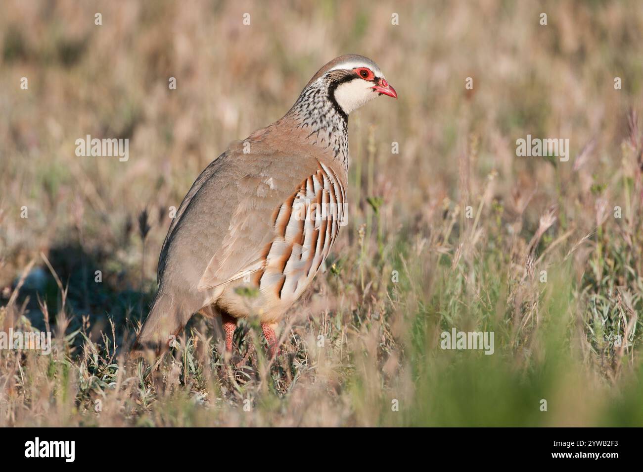 Red-legged Partridge (Alectoris rufa) in cereal steppe, Spain Stock ...