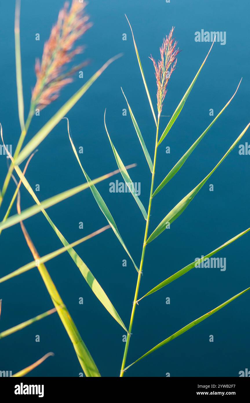 Phragmites communis planta planta poaceae hi-res stock photography and ...