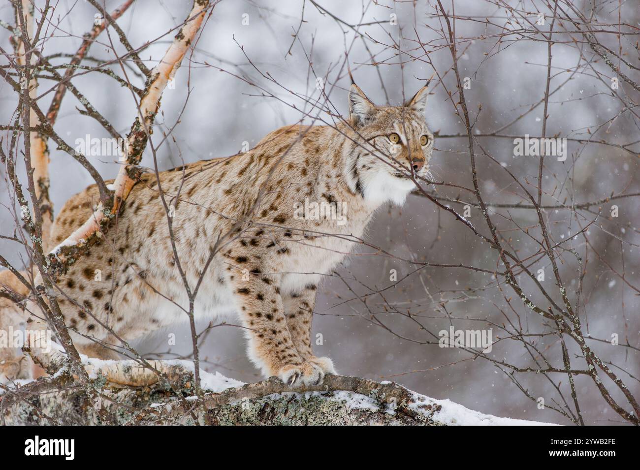 Eurasian Lynx (Lynx lynx) female in winter fur over snow and climbing ...