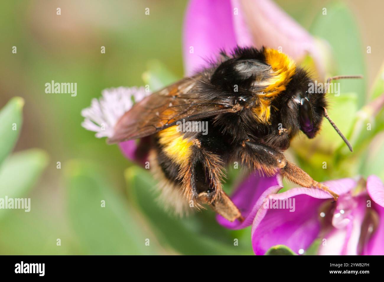 Bumble Bee pollinating in garden, Spain Stock Photo - Alamy