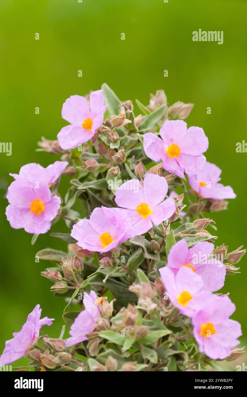 Planta albidus hi-res stock photography and images - Alamy