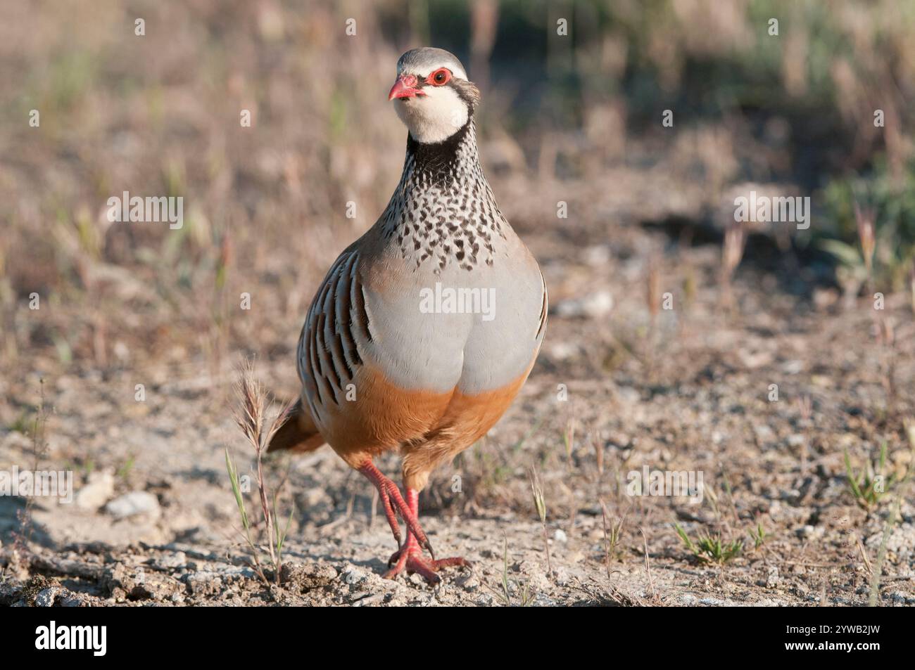 Red-legged Partridge (Alectoris rufa) in cereal steppe, Spain Stock ...