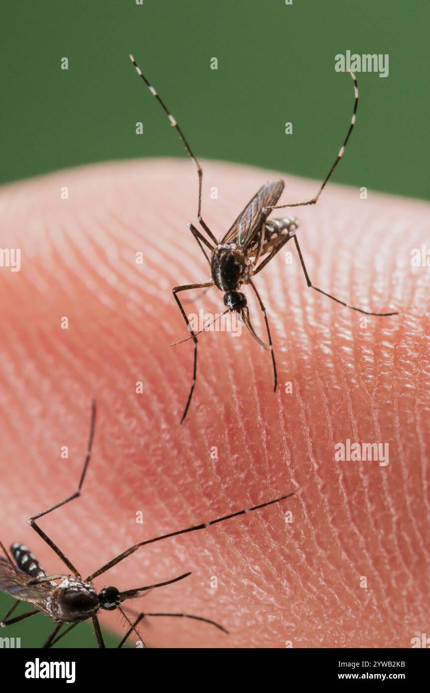 Female of the Asian Tiger Mosquito (Aedes albopictus) biting on human ...