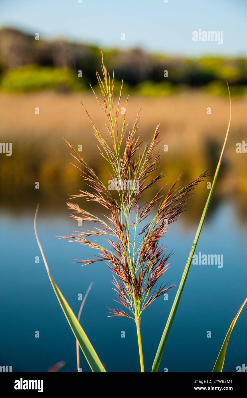 Phragmites communis planta planta poaceae hi-res stock photography and ...