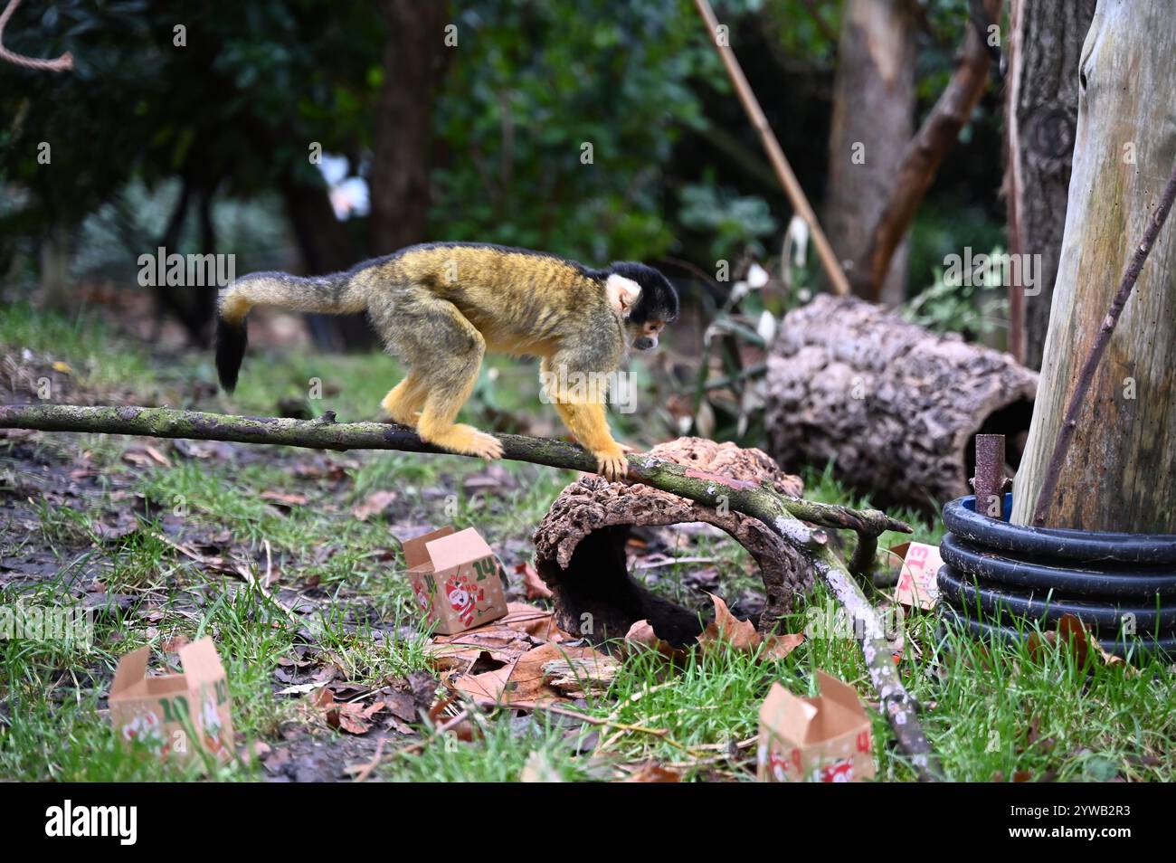 Christmas has come early at London Zoo, as zookeepers kick off the ...
