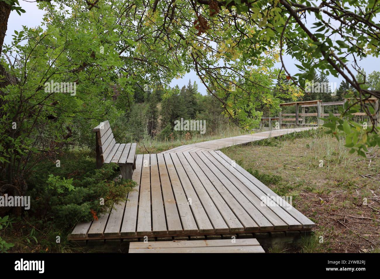 shady platform and bench along a boardwalk Stock Photo - Alamy