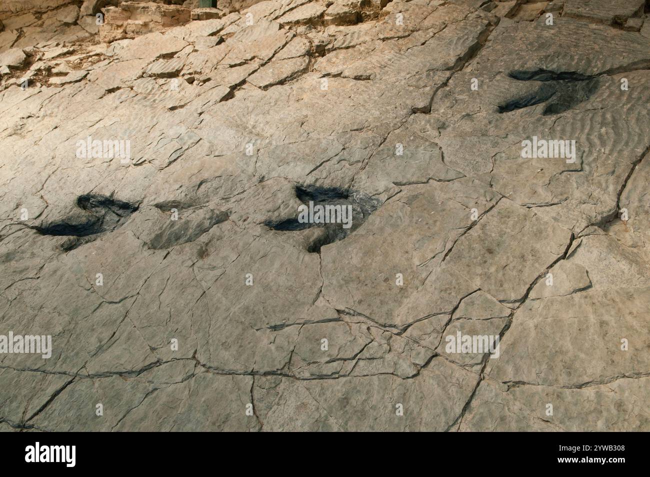 Tracks of Dinosaur footprints (or ichnites) in a flat rock, formerly ...