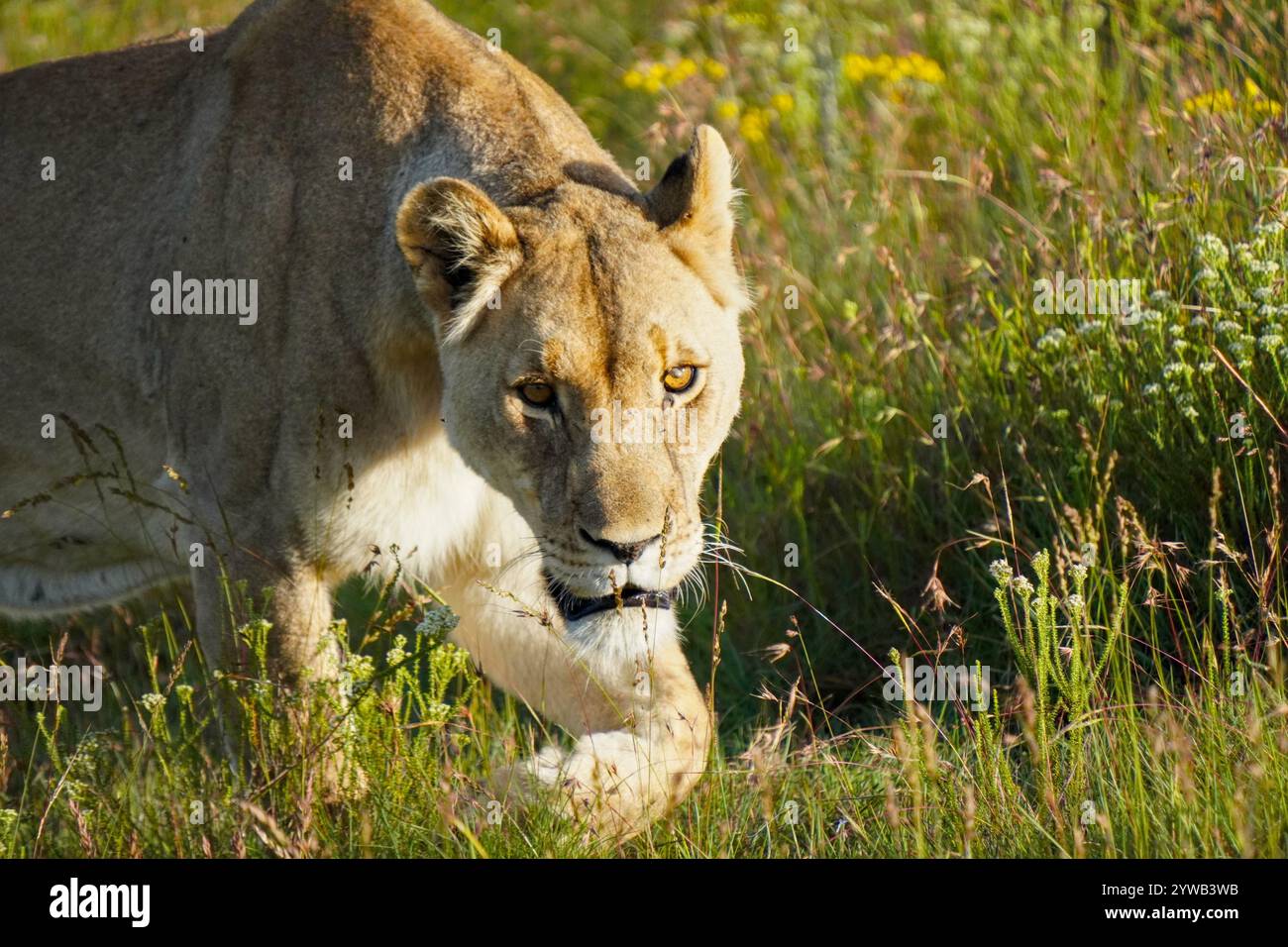 Lioness on the hunt Stock Photo - Alamy
