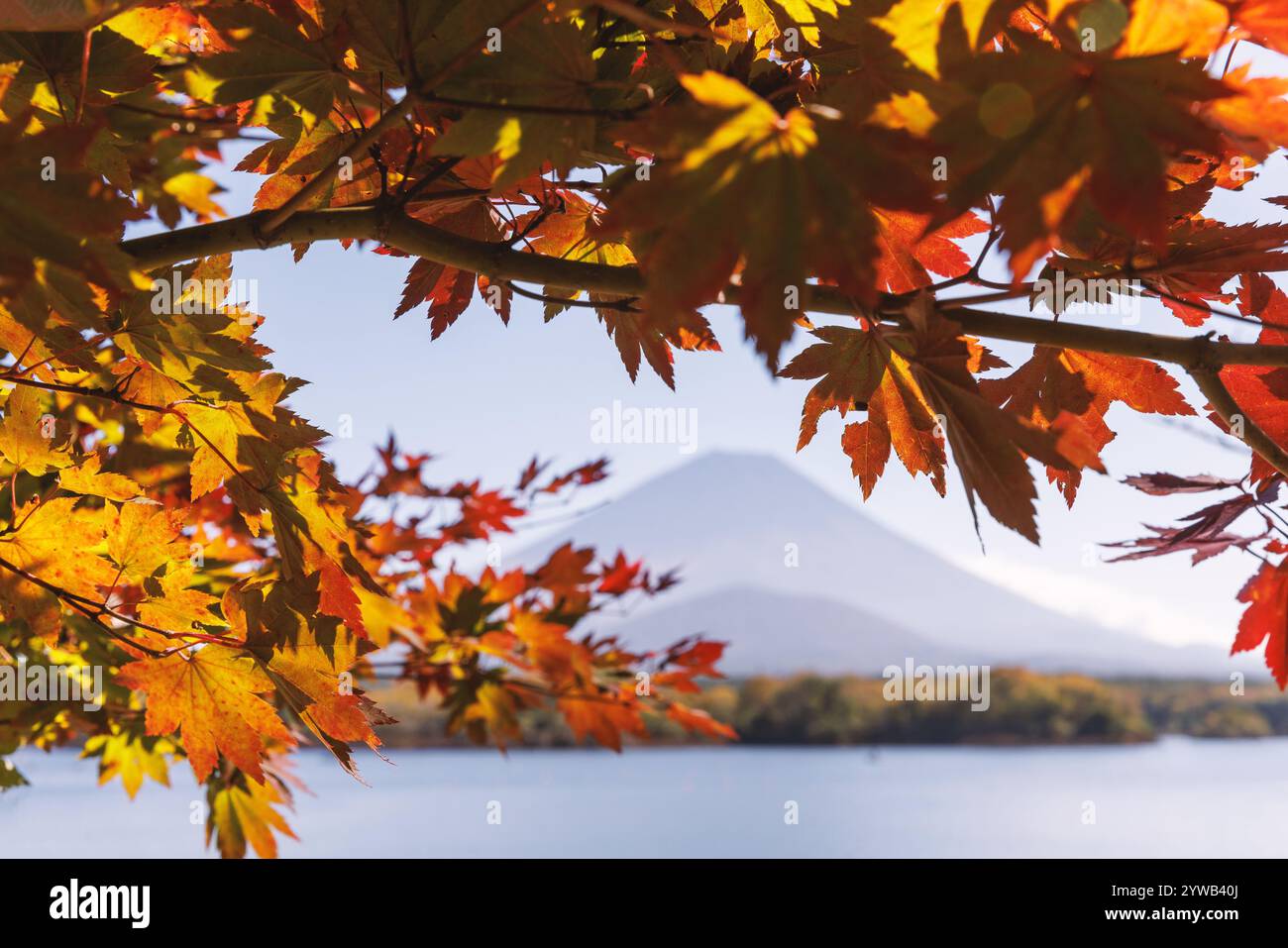 The vibrant, multicolored autumn foliage beautifully frames the iconic Mount Fuji set against a ...