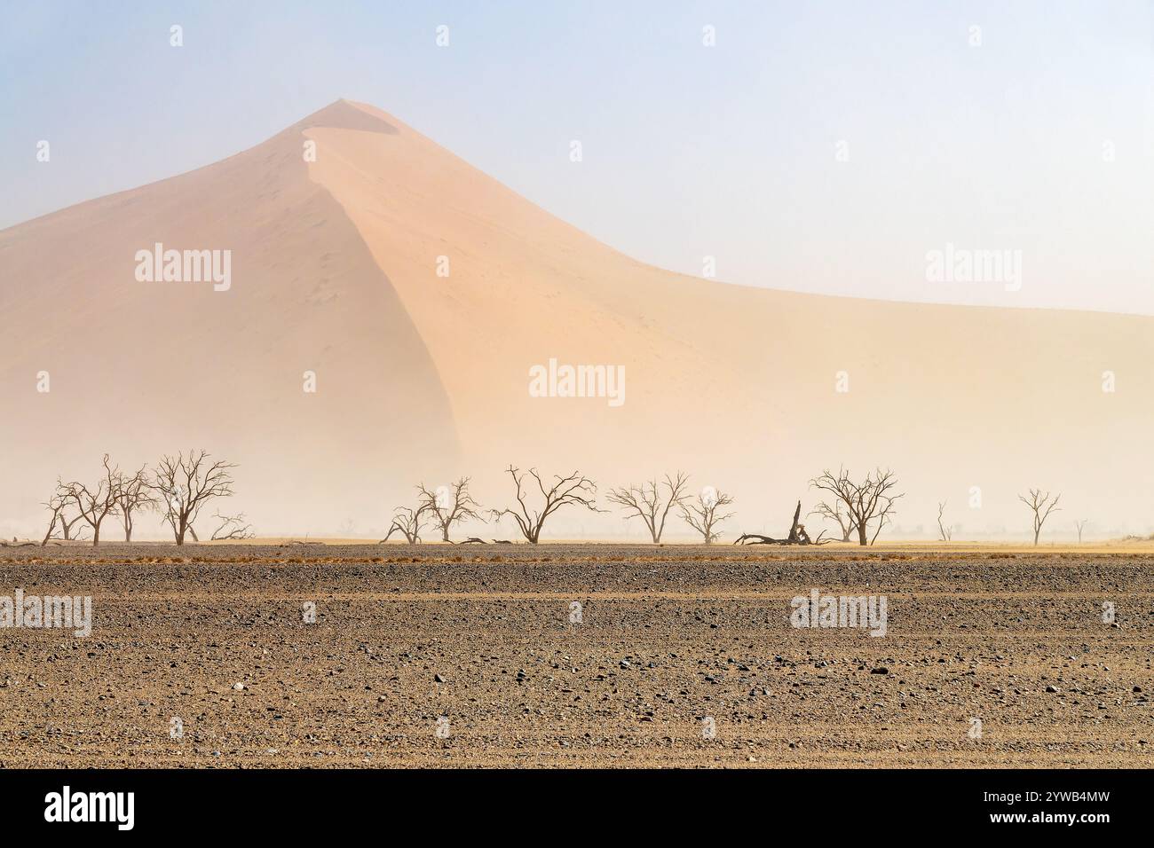 Dead trees and sand dune in the dust, sand storm in Sossusvlei, Namib ...