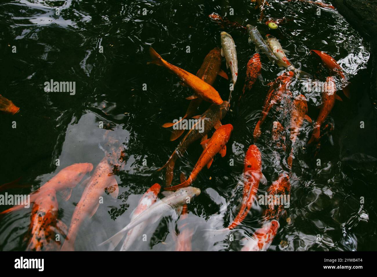 Koi fish aerial view hi-res stock photography and images - Alamy