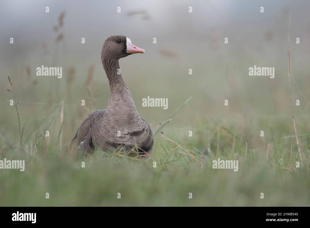 Wilde gans anser anser hi-res stock photography and images - Alamy