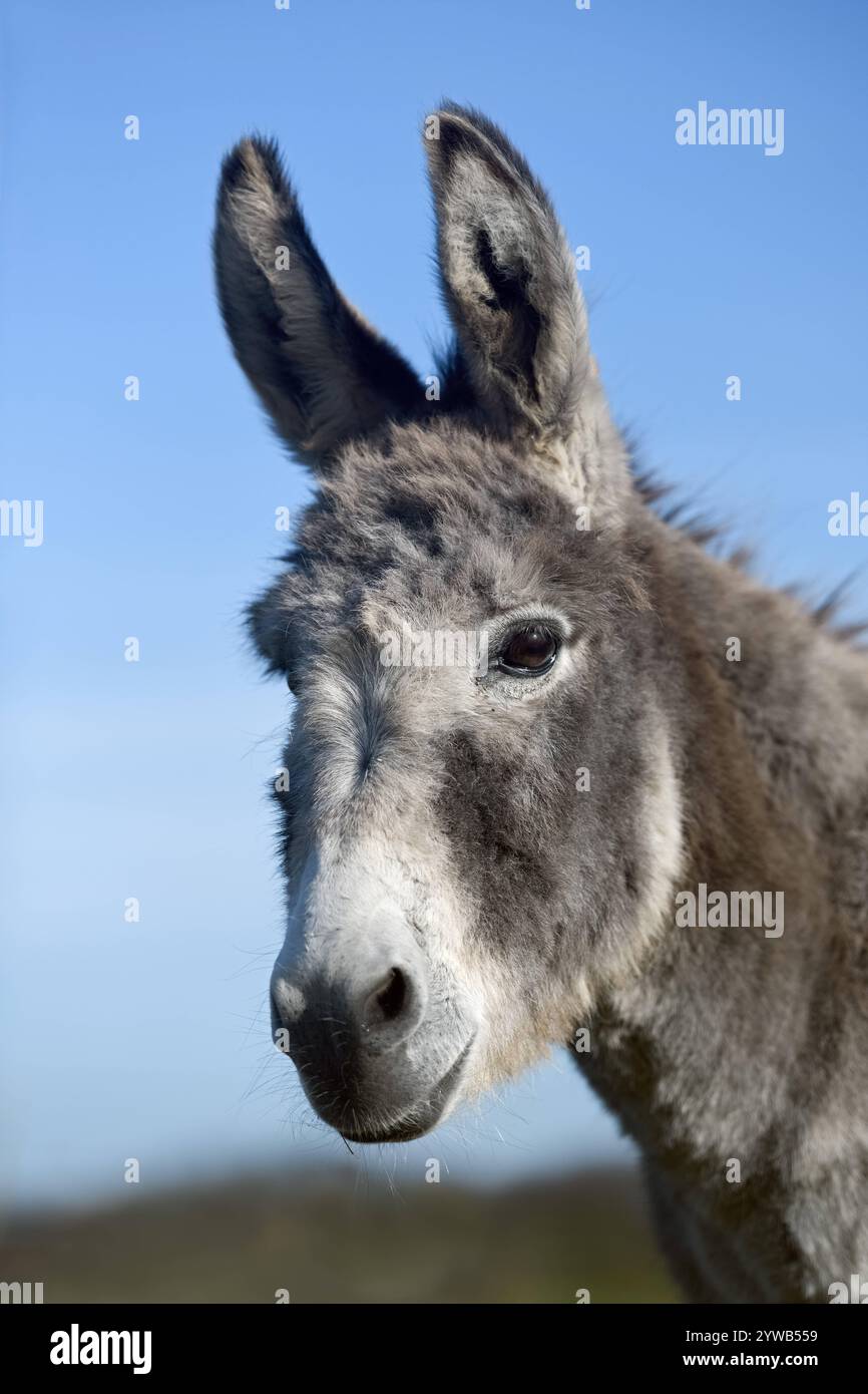 RECORD DATE NOT STATED Grauer Esel... Esel Equus asinus , Hausesel ...