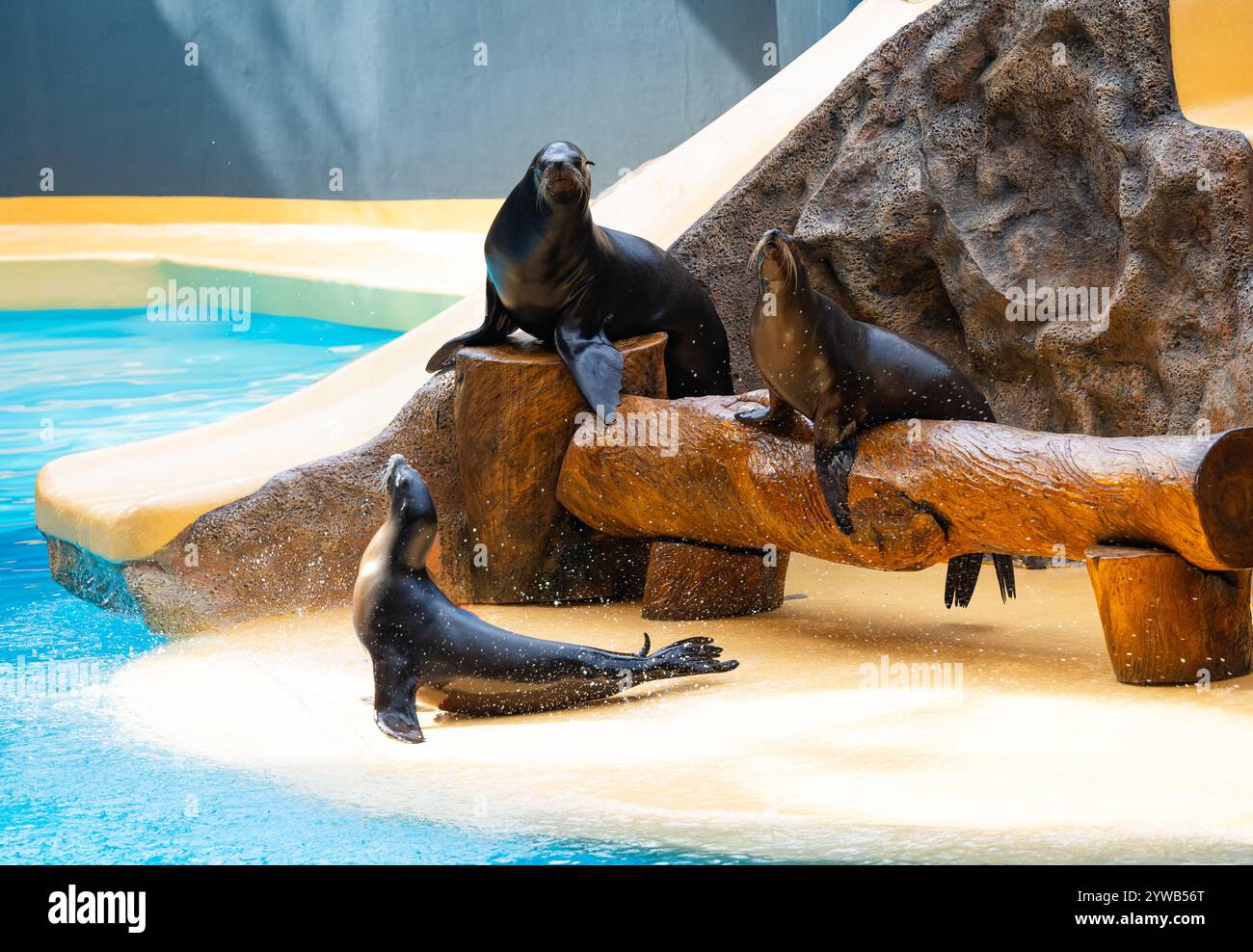 Seals performing at the zoo Stock Photo - Alamy