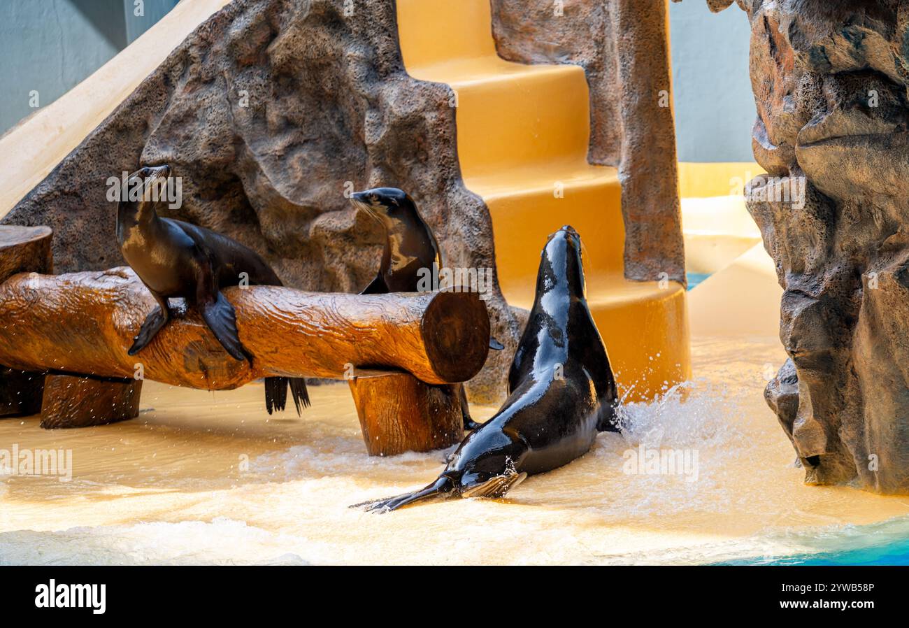 Seals performing at the zoo Stock Photo - Alamy