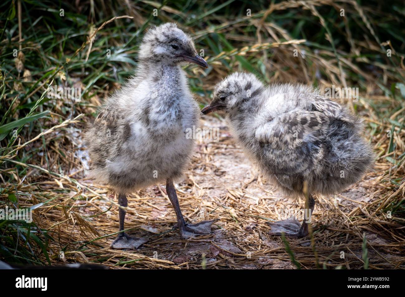 Albatross babies hi-res stock photography and images - Alamy