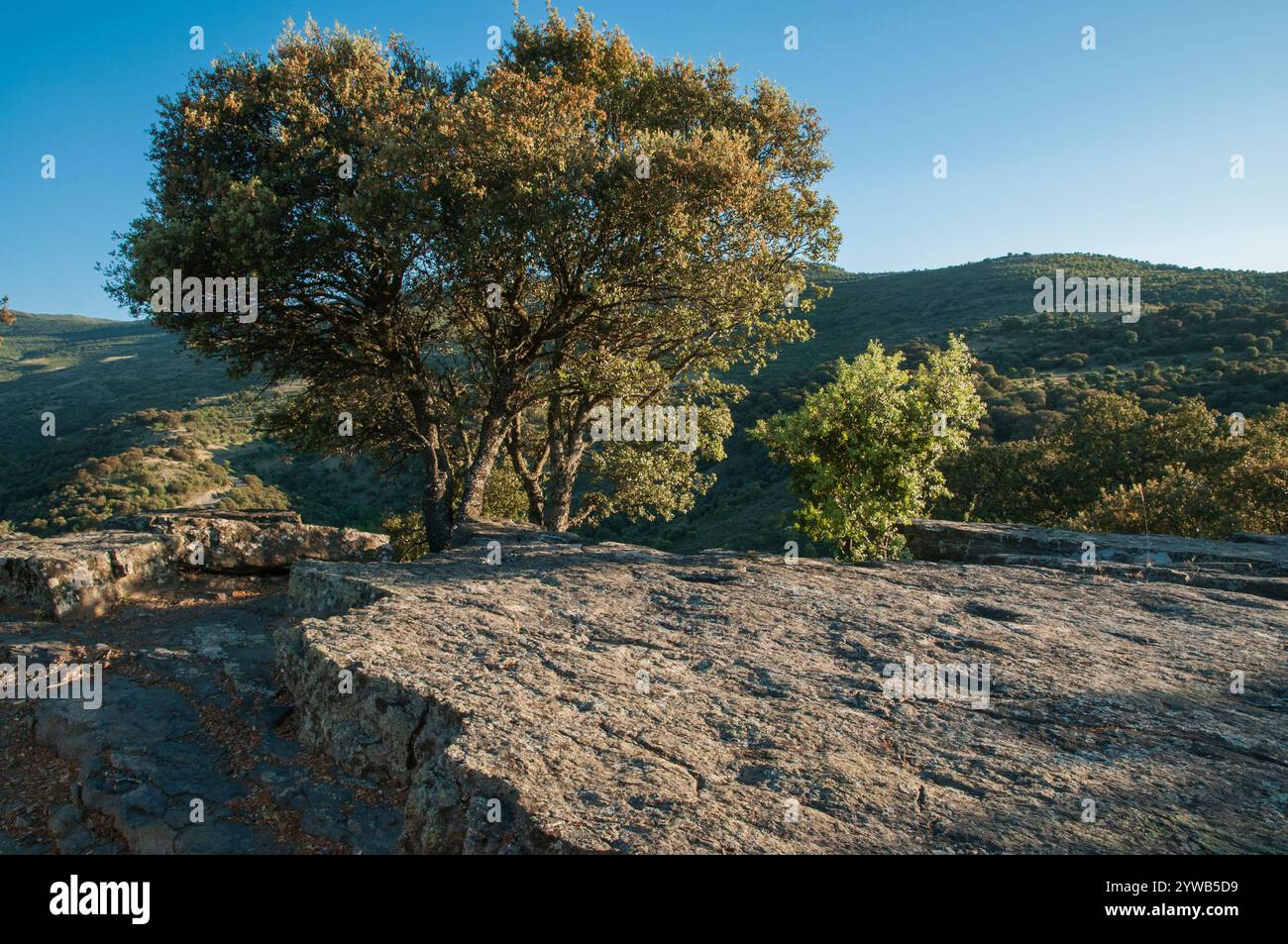 Ornithopod dinosaur footprints (or ichnites) in a flat rock, formerly ...