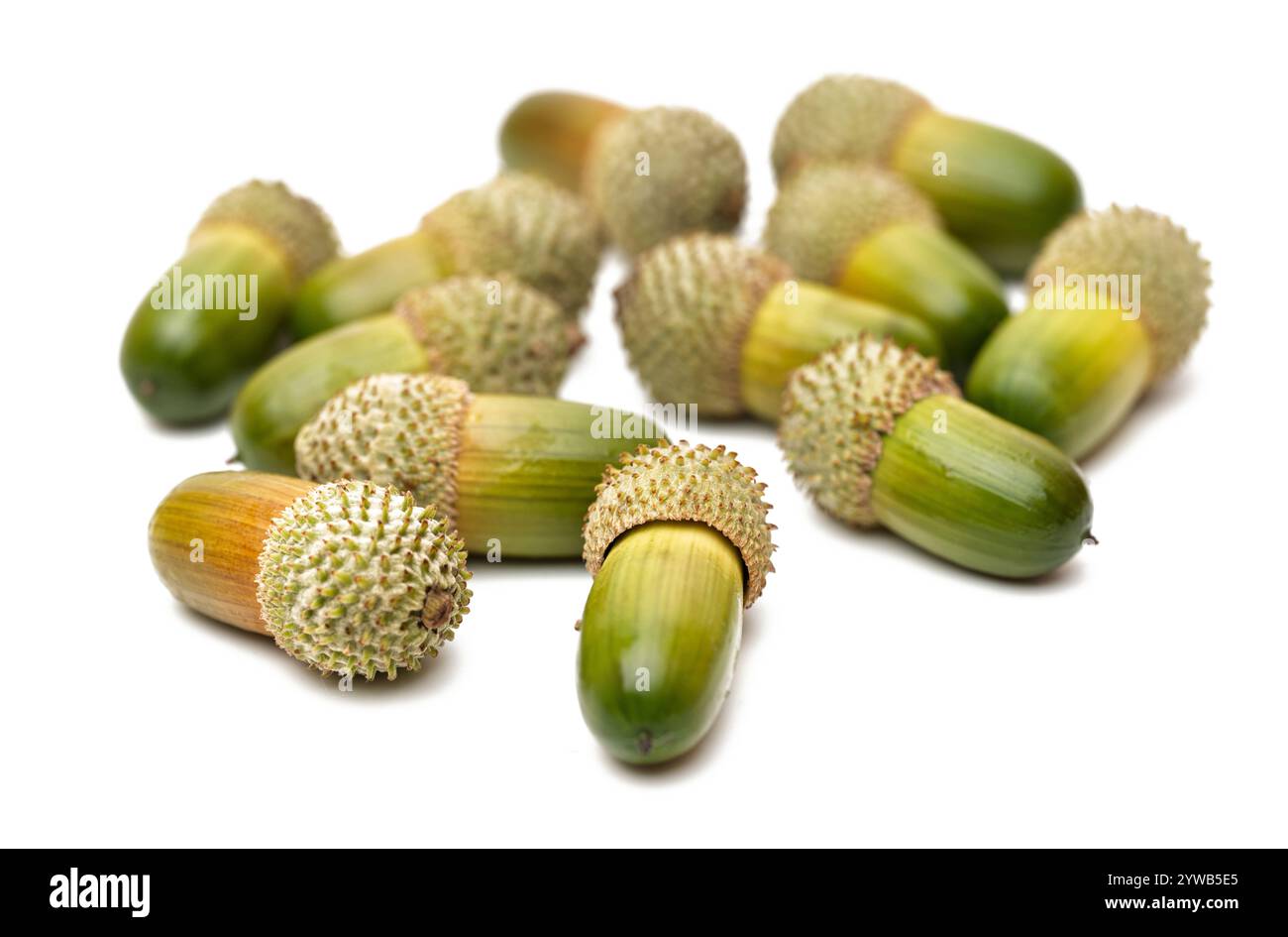 acorn isolated on white background Stock Photo - Alamy