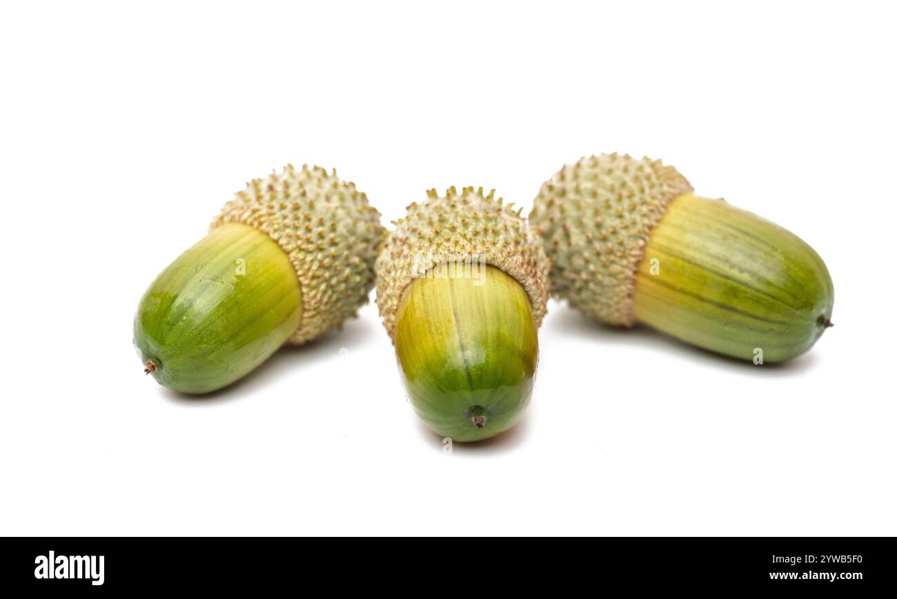 acorn isolated on white background Stock Photo - Alamy