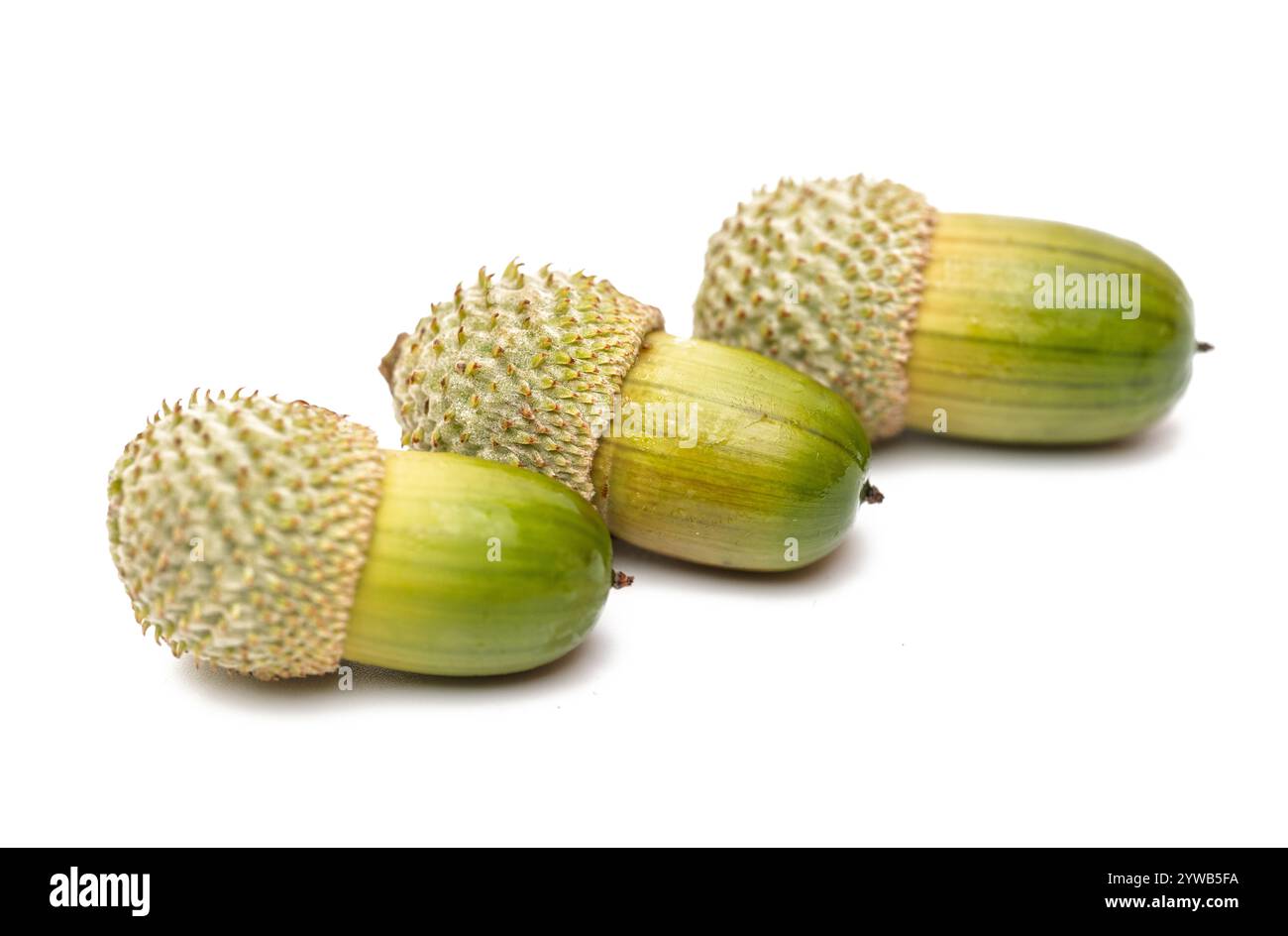 acorn isolated on white background Stock Photo - Alamy