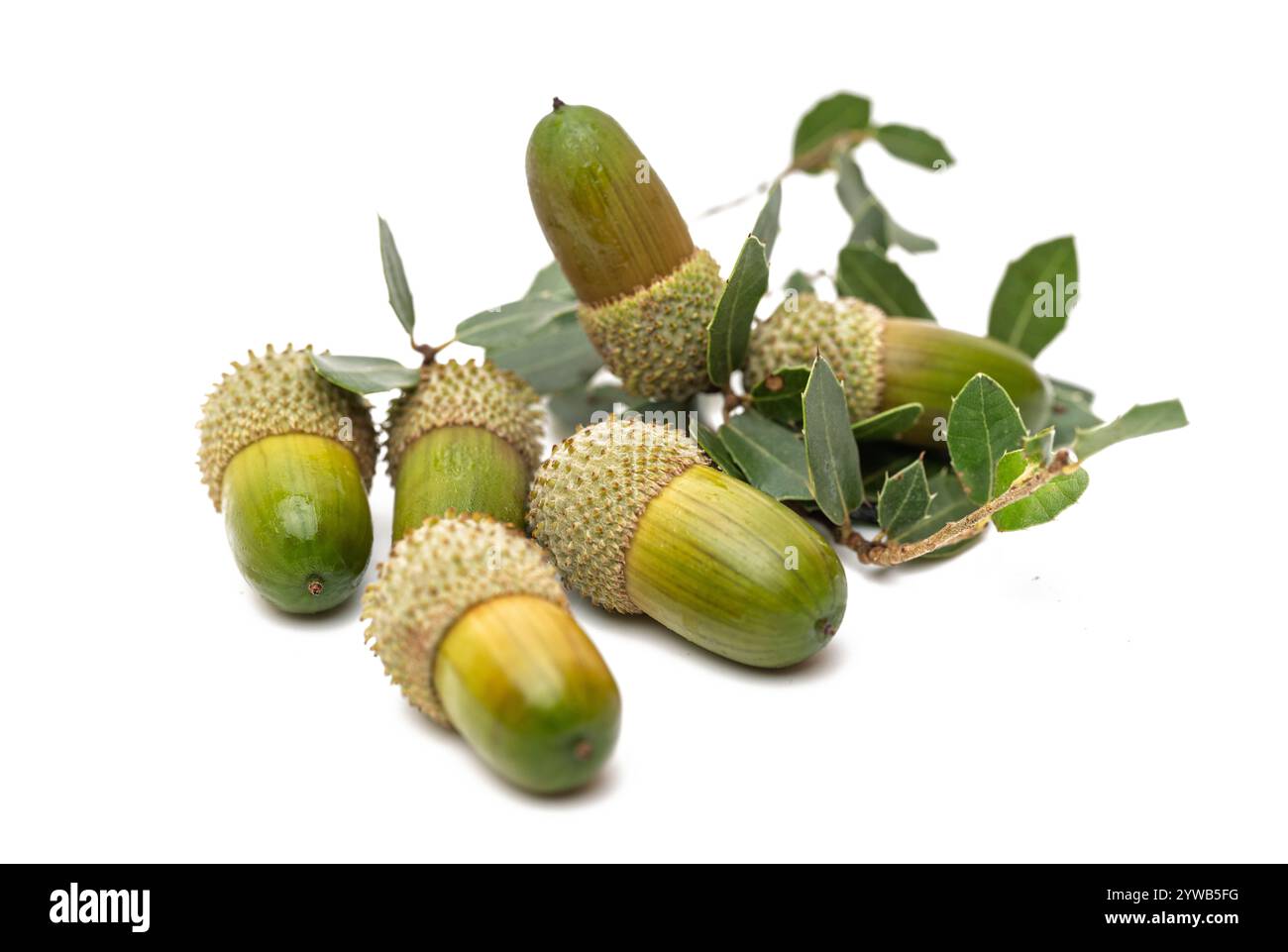 acorn isolated on white background Stock Photo - Alamy