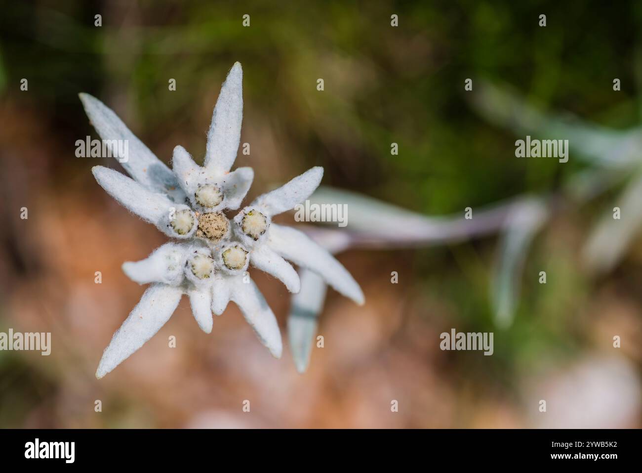 Edelweiss (Leontopodium alpinum) white flower, Spain Stock Photo - Alamy