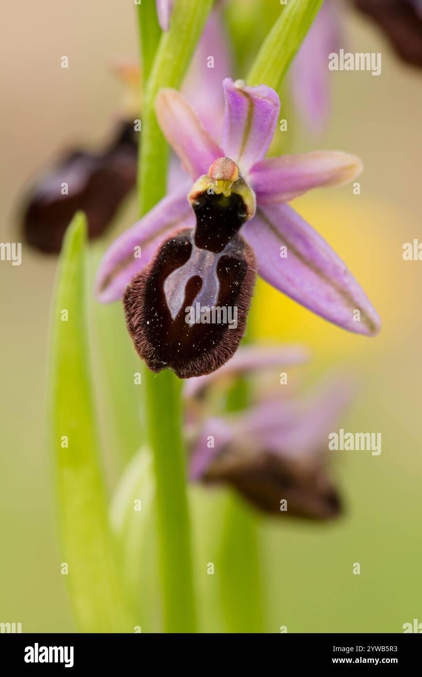 Ophrys de bertoloni hi-res stock photography and images - Alamy