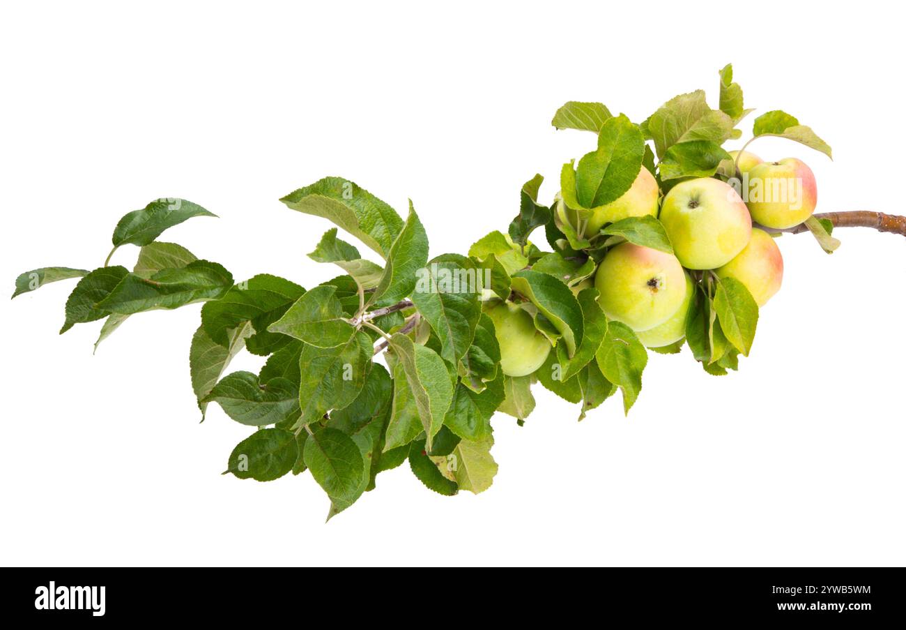 branch with apples isolated on white background Stock Photo - Alamy